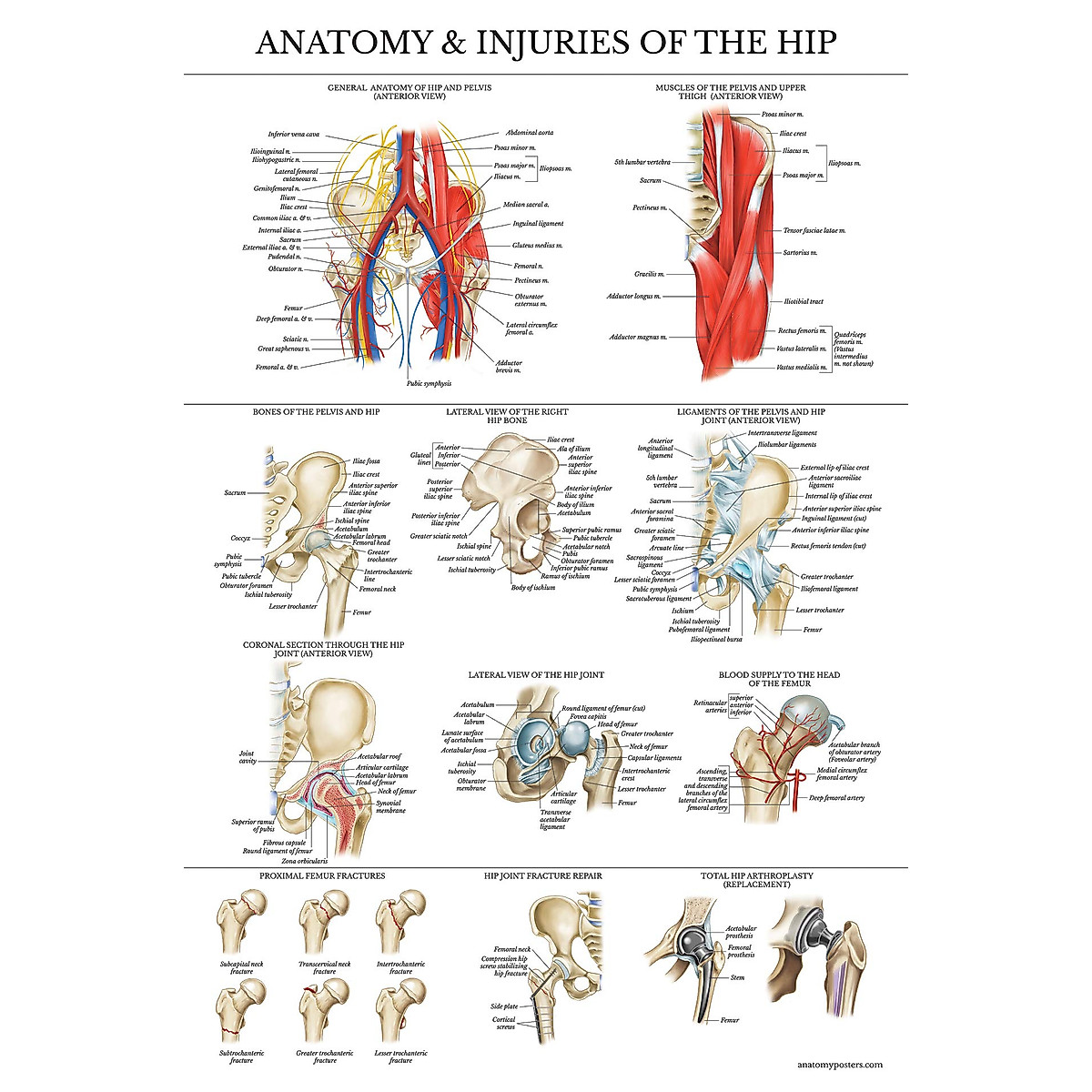 Palace Learning 2 Pack - Anatomy and Injuries of The Shoulder & Hip Poster Set - Anatomical Chart Set - Laminated 18" x 24"