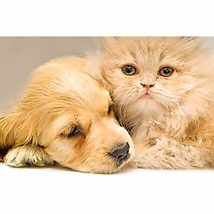 cat Joint Supplements Treats - Hip and Joint Health for Pets - Dogs and Cats - Premium - Treats - glucosamine for Cats Chews - 360 Chews (3 Bottles)