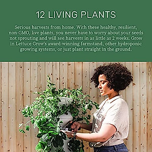 Lettuce Grow Outdoor Seedlings Bundle - Live Plants to Kickstart Outdoor Growing - Not Seeds or Pods - Living Plants for Hydroponic Growing Systems or Traditional Gardens - Non-GMO