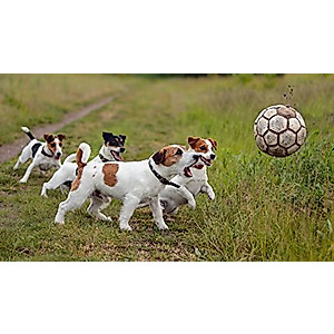 PET SUPPLEMENTS Vitamins for Dogs Skin and Coat - Dogs Ultra Vitamins - CHEWABLE - Advanced Formula - Premium Minerals - Dog Vitamin c - 1 Bottle (90 Chews)