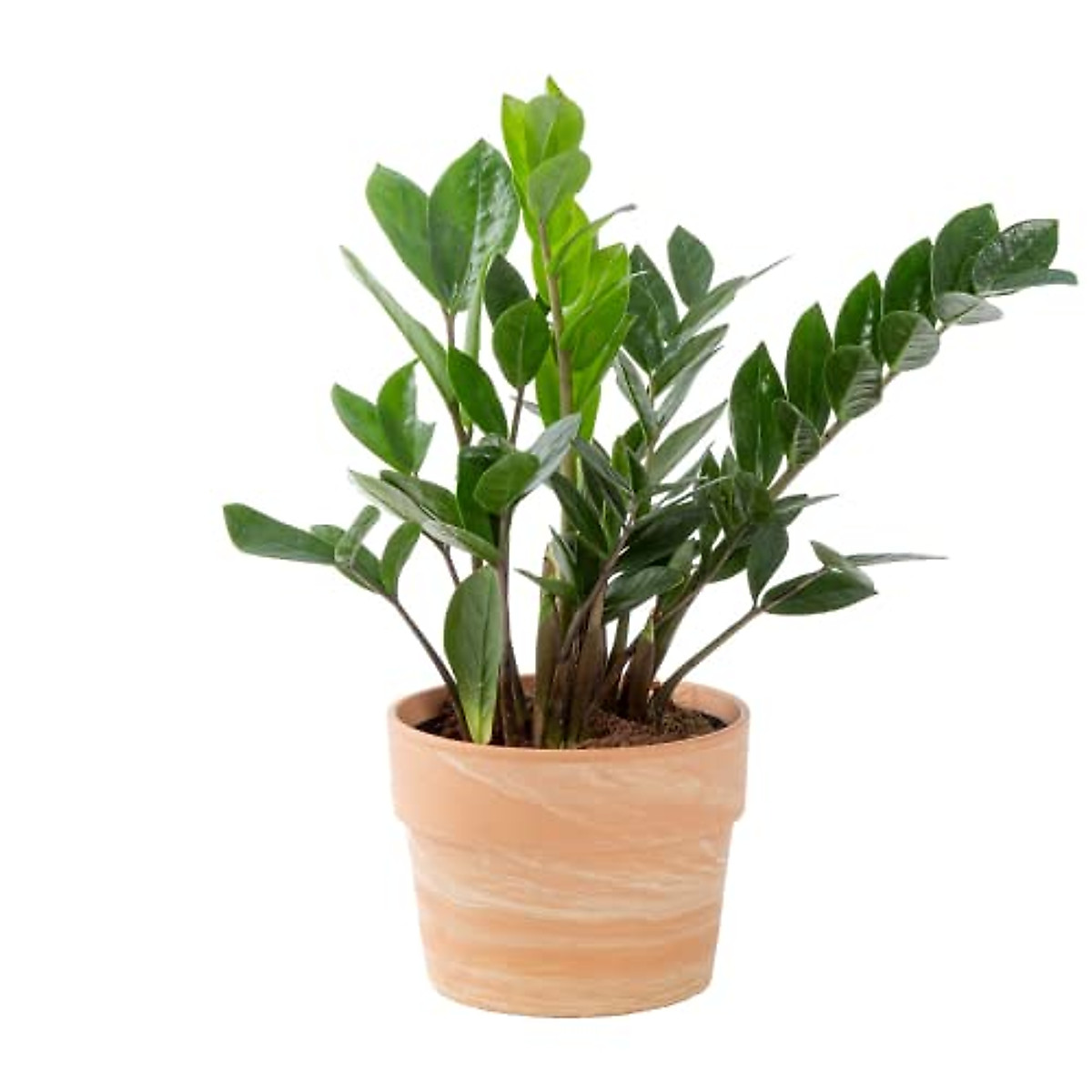 Costa Farms ZZ Plant, Live Indoor Houseplant in Modern Decor Planter, Natural Air Purifier in Potting Soil, Gift for Plant Lovers, Birthday Gift, Tabletop Living Room Decor, Desk Decor, 12-Inches Tall