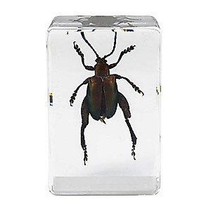 Celestron – Real 3D Bugs in Clear Resin – 4pc Set Includes Wasp, Ant, Chafer, and Beetle Specimens – Perfect for Science Eduction and Classroom – Use with Digital and Stereo Microscopes