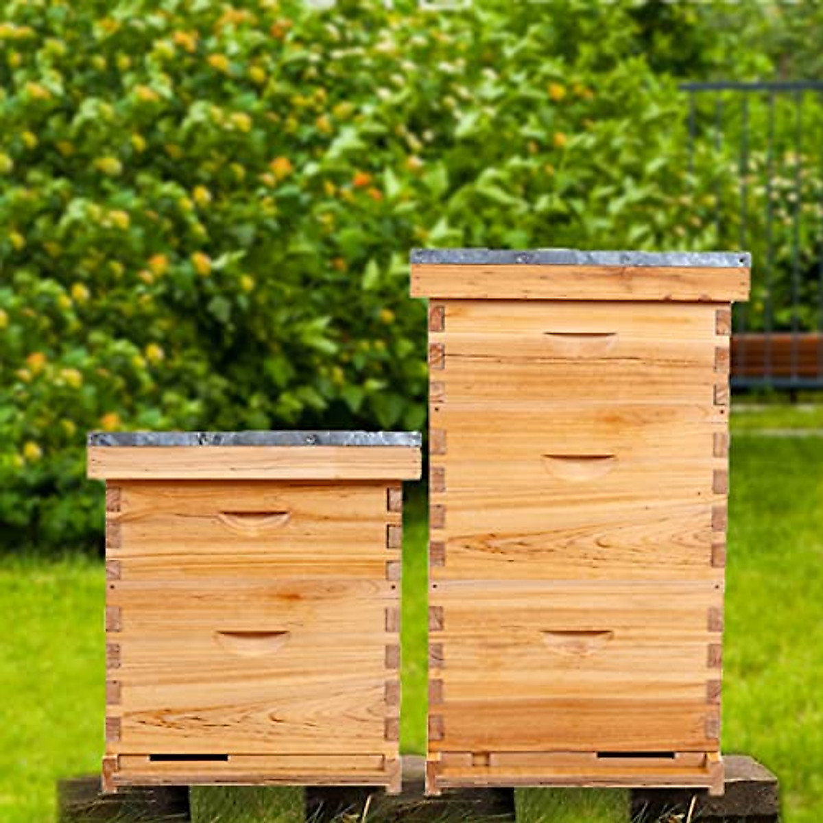 POLLIBEE 10 Frame Beehive Starter Kit, Beeswax Coated Bee Hives Includes 1 Deep Bee Boxes and 1 Bee Hive Super with Beehive Frames and Beeswax Foundation