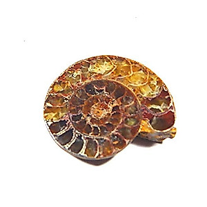 XUETZALCOATL Aparaajitah Sudarshan Shaligram 1.5cm - 2.5cm from Kali Gandaki 1 pcs