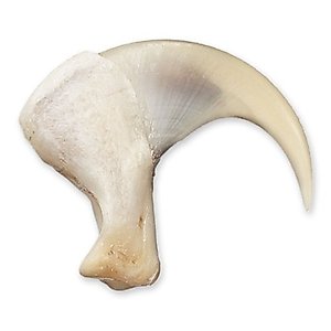 Real Bobcat Claw (2.5cm)