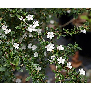 Japanese Serissa Bonsai Tree 4" Pot - Exposed Roots