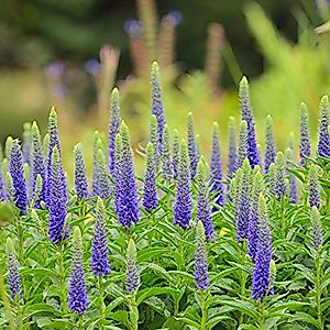 Outsidepride Veronica Spiked Speedwell Garden Flowers Attracting Bees, Butterflies & Hummingbirds - 1000 Seeds