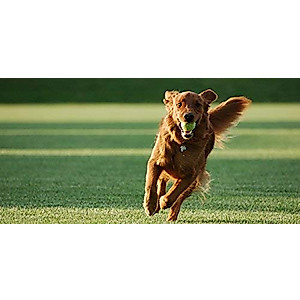 PET SUPPLEMENTS Urinary Tract Supplement for Dogs - Dog Urinary Tract Support - Powerful Complex - Chews - Corn Silk Dogs - 1 Bottle (90 Treats)