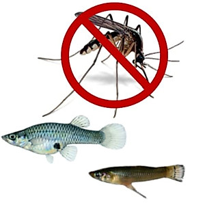 100+ Live Mosquito Fish (Koi Pond) Aquarium Feeder Fish with Hornwort Plant