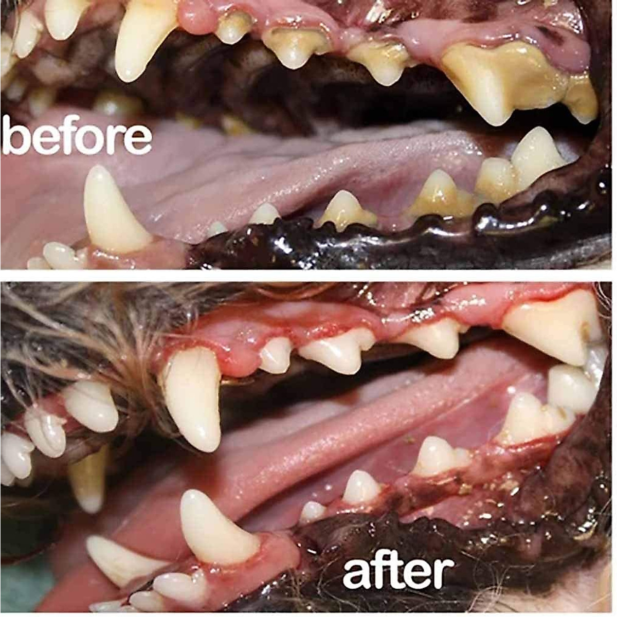 LeMall Petry Oral Spray for Dogs - Petry Teeth Cleaning Spray for Dogs and Cats, Pet Breath Freshener Spray Care Cleaner, Oral Spray for Pets, Dog Dental Spray Reduces Plaque & Tartar Buildup (2pcs)