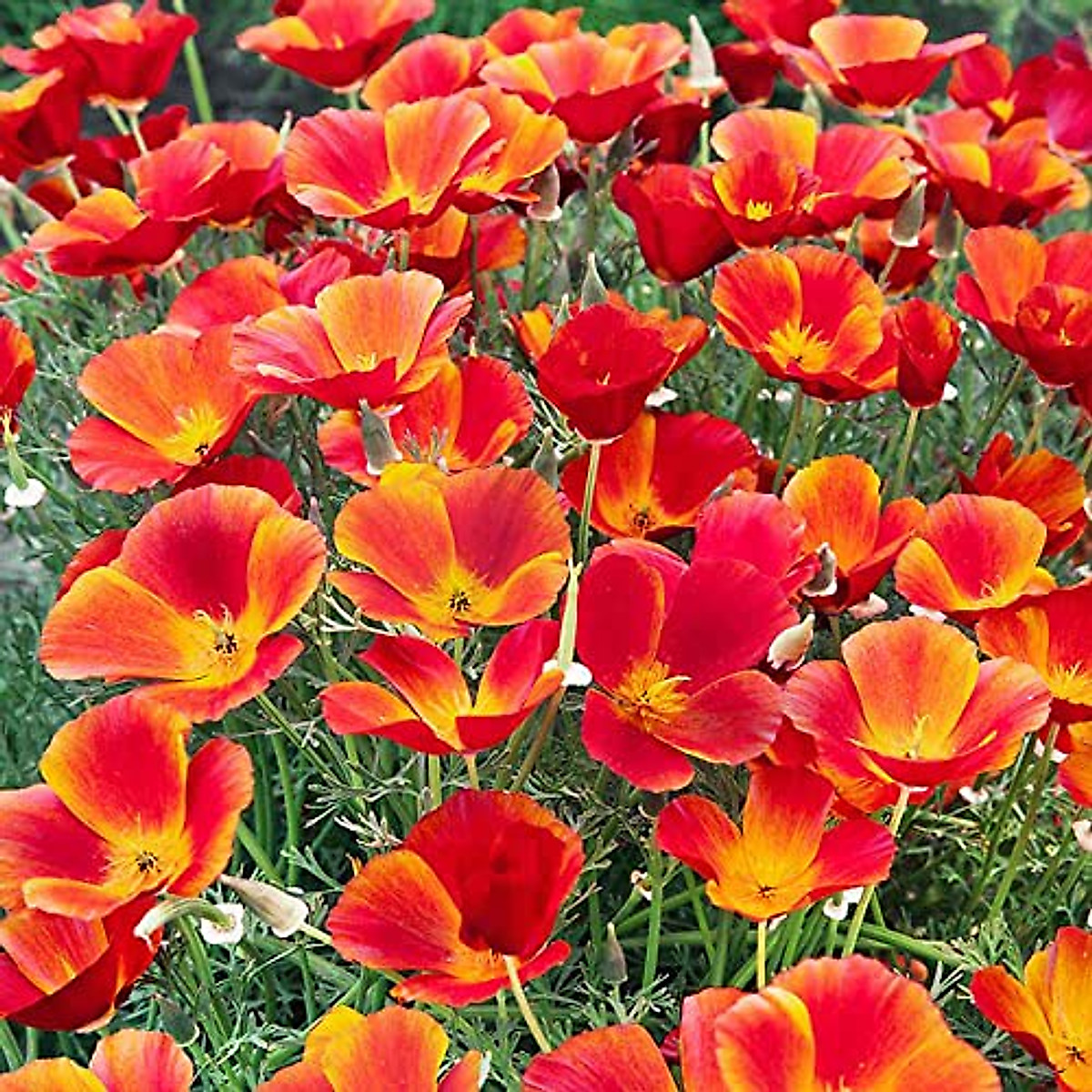 Outsidepride California Poppy Eschscholzia Californica Red Chief Wild Flowers - 5000 Seeds