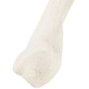 Axis Scientific Fibula Bone Model | Right | Cast from a Real Human Fibula Bone l Lower Leg Bone Model Has Realistic Texture and Important Bony Landmarks | Includes Product Manual
