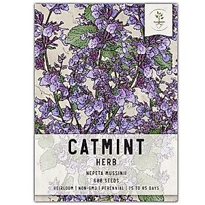 Seed Needs, Catmint Seeds for Cats - 600 Heirloom Seeds for Planting Nepeta mussinii - Perennial Flowering Medicinal Herb Non-GMO & Untreated (1 Pack)