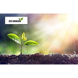 Green Shamrock Bulbs - Good Luck Plant - Fast Growing Year Round Color Indoors or Outdoors - Oxalis Regnelli Shamrock Bulbs - Ships from Iowa, Made in USA (10 Bulbs)