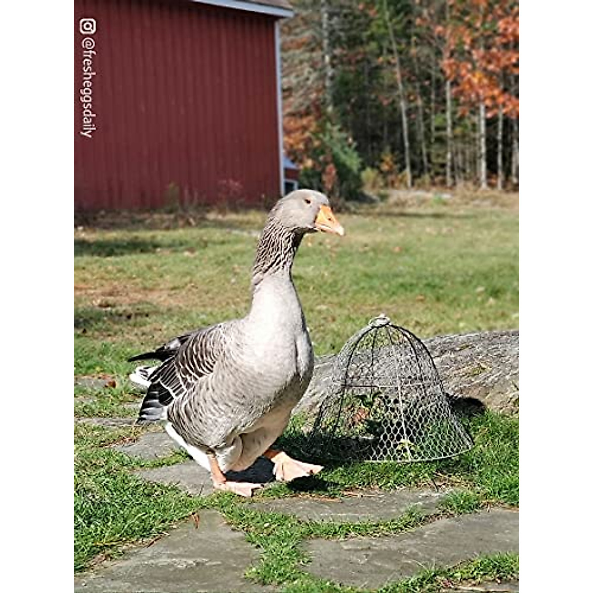 Gardener's Supply Company Sturdy Chicken Wire Cloche Plant Protector & Cover | Sturdy Metal Cage Garden Protection for Your Plants and Seedlings | No Assembly Required - 16" in Diameter x 12-1/2" H