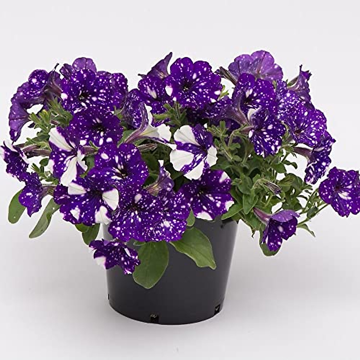 GardenGeng 300+ Rare Night Sky Petunia Seeds for Hanging Baskets - Dwarf Wave Petunia Flower Seeds for Planting Home Garden Non-GMO Heirloom Variety