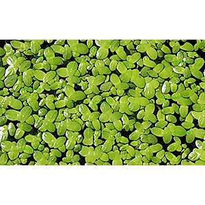 Duckweed (Lemna Minor) - 100/200/500 Live Plants (500) by Aqua Habit