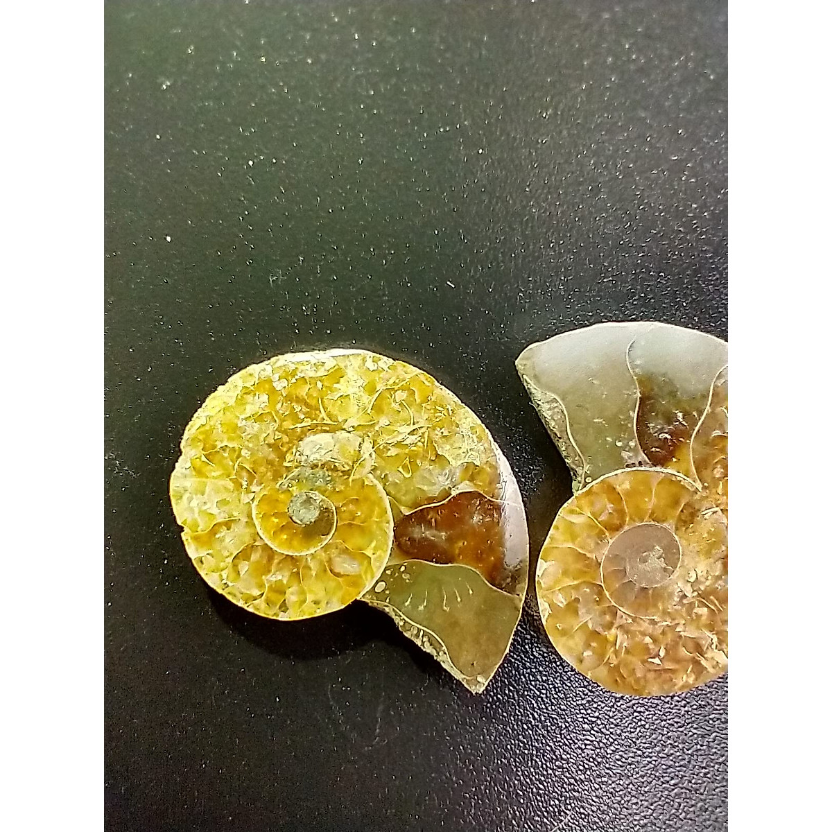 Universal Specialties Ammonite Pair 2pc Unique Fossil Stone Natural Specimen Shell Dinosaur Fossils Crystal Mineral Madagascar Feng Shui Chakra Energy Healing Raw Set Prehistoric Ancient Gemstone 2 cm