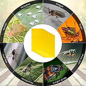 220 Pcs Double Sided Sticky Traps Gnat Killer for Flying Plant Insect Indoor Outdoor Such as Fungus Gnats, Whiteflies, Aphids, Include 200 Twist Ties and 20 Holders, 7.9 x 4 Inches (Yellow)