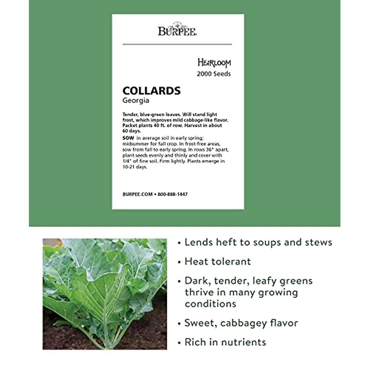Burpee Georgia Collards Seeds 2000 seeds