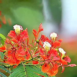 QAUZUY GARDEN 20 Seeds Delonix Regia B6 Royal Poinciana Flamboyant Flame Tree Gulmohar Showy Evergreen Tree Drought Tolerant Fast-Growing Low-Maintenance