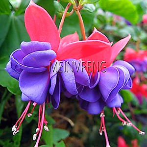 Dichondra Fresh 100 pcs Fuchsia Flower Seeds for Planting Pink 1