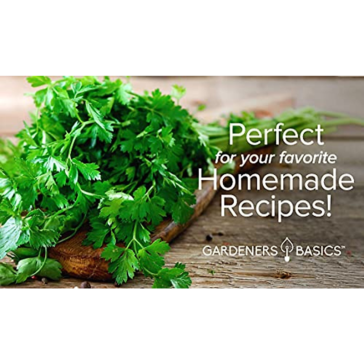 Parsley Seeds for Planting, Italian Flat Leaf is A Heirloom, Open-Pollinated, Non-GMO Herb Variety- Great for Indoor and Outdoor Gardening and Herbal Tea Gardens by Gardeners Basics