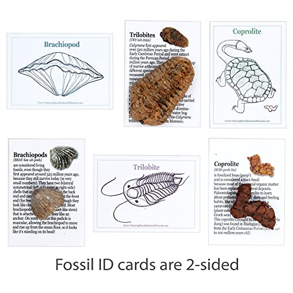 DANCING BEAR FOSSIL COLLECTION Kit (12 Different Types of Specimens): Trilobite, Dinosaur Bone, Shark teeth, Coprolite (fossilized Turtle Poop) Fossil ID Book, Magnifying Glass, STEM Science Set, Made in the USA
