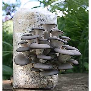 Root Mushroom Farm— Blue Oyster Mushroom Grow kit/ 3.2 pounds Log/Multiple flushes/Everything Included