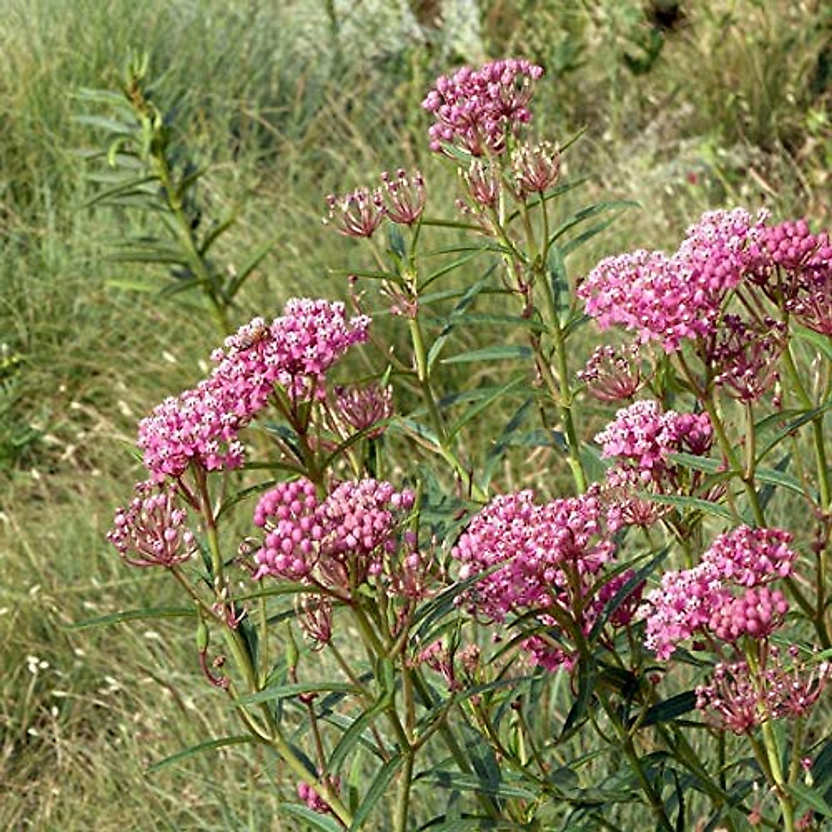 Swamp Milkweed Plant Live Pink Rose Milkweed Asclepias Incarnata Starter Plant Butterfly