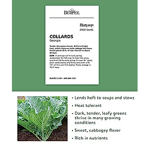 Burpee Georgia Collards Seeds 2000 seeds