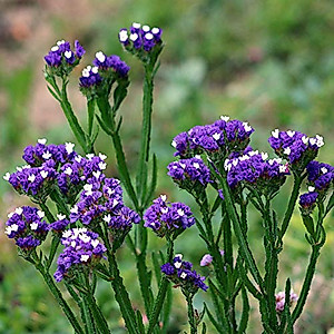 Outsidepride Limonium Statice Purple Everlasting Garden Cut Flowers for Dried Arrangements & Bouquets - 1000 Seeds