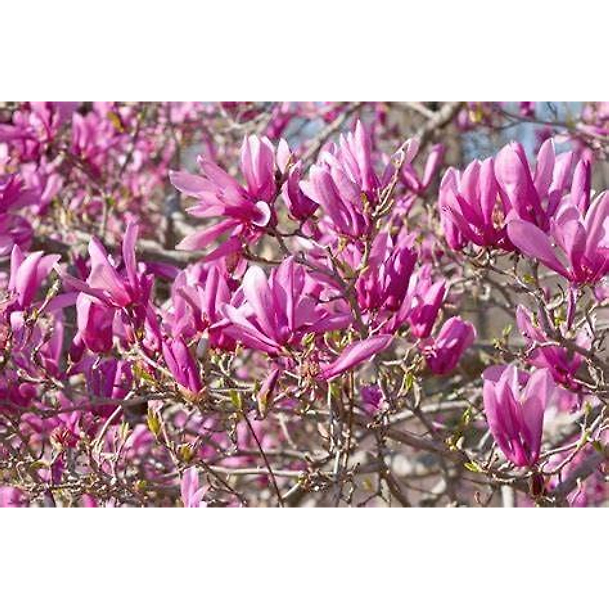 TriStar Plants - Ann Magnolia - 1 Gallon Trade Pot 2'-3'ft Tall, Established Roots, liliiflora 'Nigra' x stellata 'Rosea, Flowering Tree, Fast Growing Trees, attracts pollinators