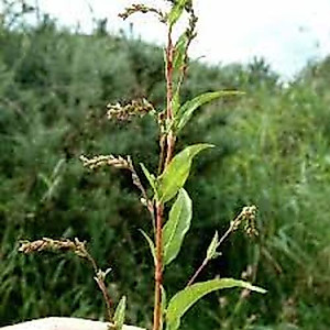 CHUXAY GARDEN 1000 Seeds Persicaria Hydropiper,Water Pepper,Marshpepper Knotweed,Arse Amart,Tade Annual Herb Plant Edible Decorative Spices Tingling Taste Great for Cooking