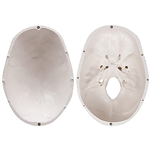 RONTEN Human Skull Model, Skull Anatomy Model, Life Size Replica Medical Anatomy Anatomical Adult Model with Removable Skull Cap and Articulated Mandible, Full Set of Teeth，7.2x4.2x4.95in