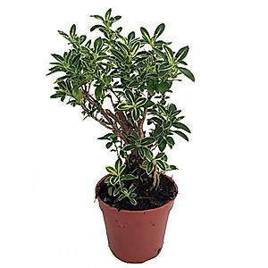 Japanese Serissa Bonsai Tree 4" Pot - Exposed Roots