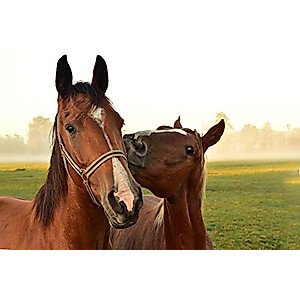 Horsemen's Pride 14" Jolly Tug Horse Toy, Blue (JT14 B),All Breed Sizes