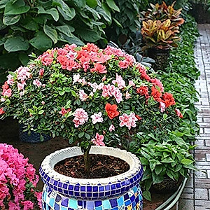 UimimiU European Retro Hand-Painted Large Flower Pot Outdoor Mediterranean Classical Large Plant Pot Green Plant Garden Villa Floor Ceramic Mosaic Bonsai Garden Decor Bonsai Planter