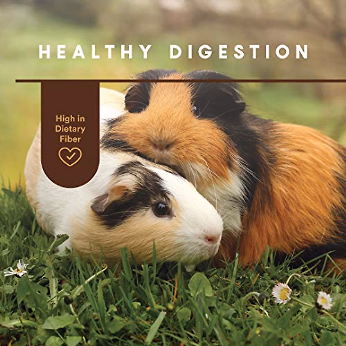 Manna Pro Guinea Pig Feed | with Vitamin C | Complete Feed for Guinea Pigs | No Artificial Colors or Flavors | 5 lb