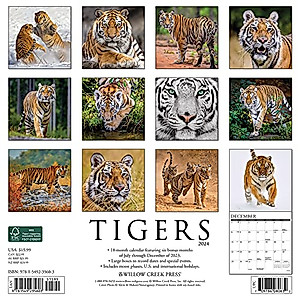 Willow Creek Press Tigers Monthly 2024 Wall Calendar (12" x 12")