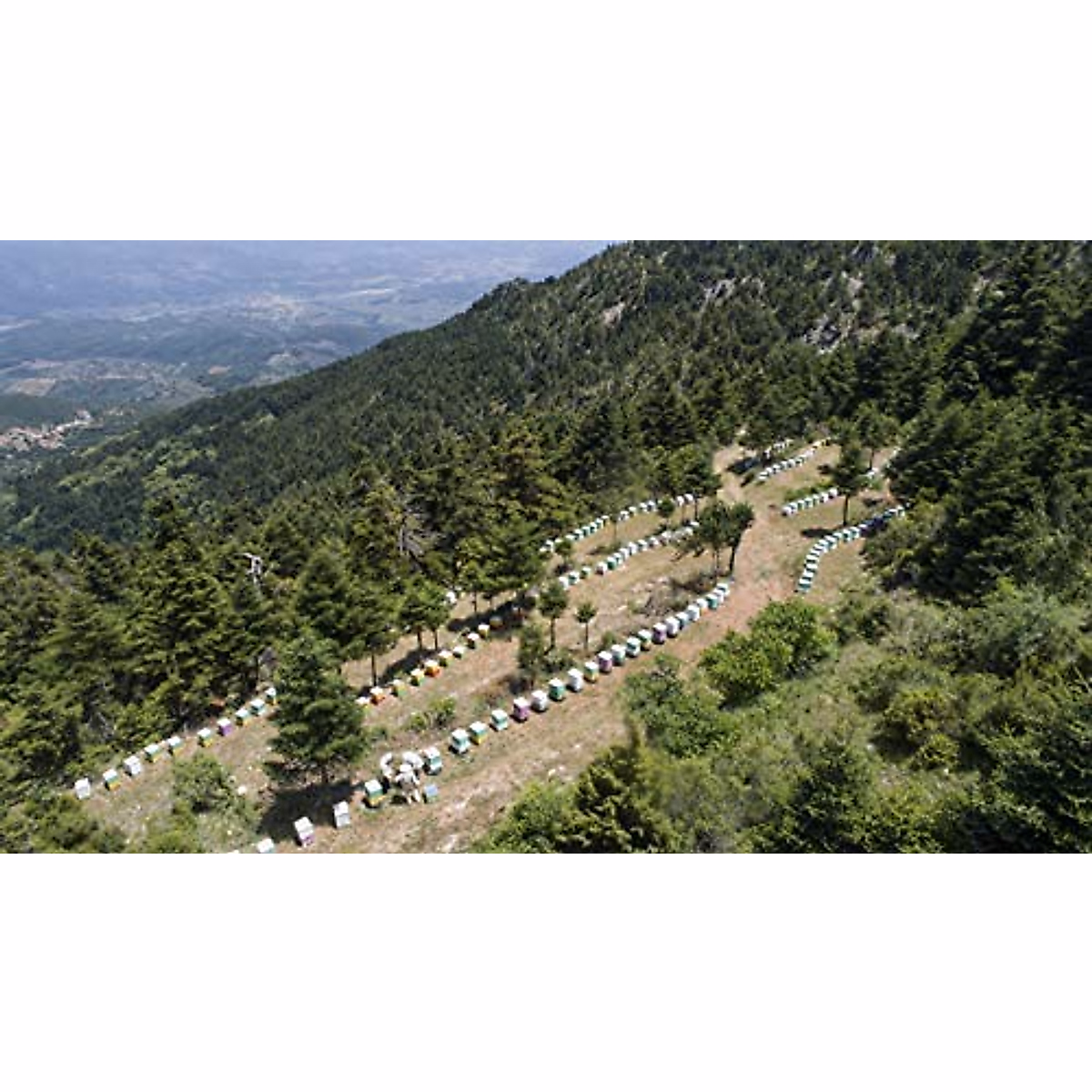 Ancient Foods Ilia Wild Forest and Thyme Honey – Greek Mountain Honey, Raw, Unfiltered Pine Honey from Vordonia, Greece (16oz)