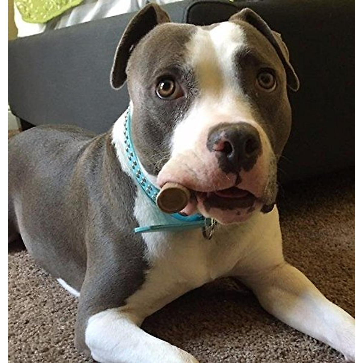 Premium Deer Antler Pieces - Dog Chews - Antlers by The Pound, One Pound - Six Inches or Longer - Medium, Large and XL - Happy Dog Guarantee!