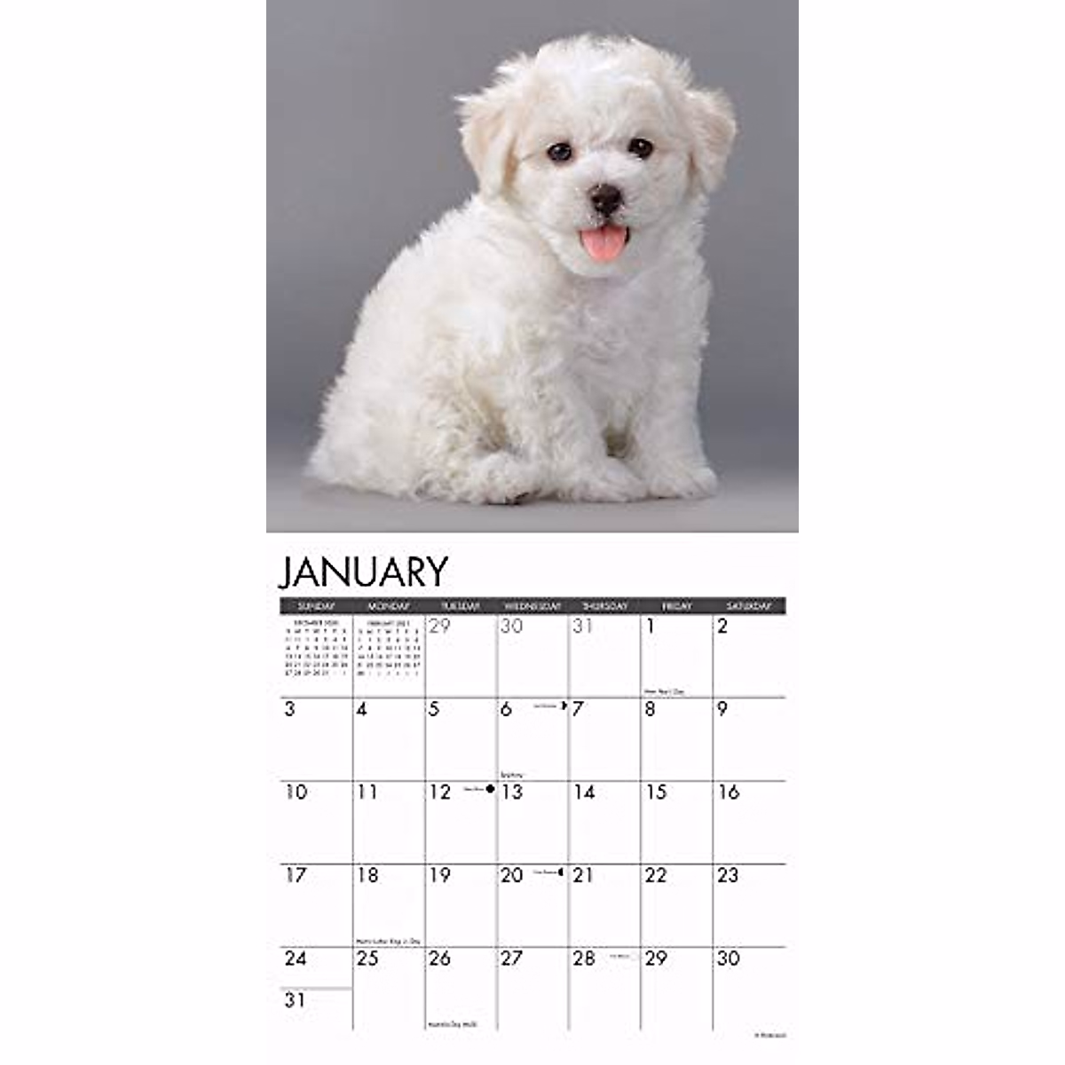 Just Bichon Frise Puppies 2021 Wall Calendar (Dog Breed Calendar)