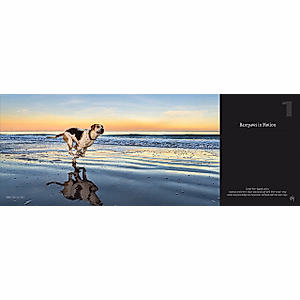 BEACH DOGS: A Coffee Table Photography Book of Joy for Dog Lovers