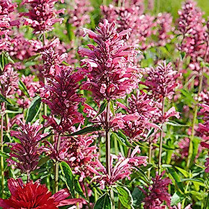 Hummingbird Mint Seeds Agastache Heather Queen Fragrant Deer & Drought Resistant Attracts Hummingbirds Low Maintenance Rock Garden Bed Border Outdoor 60Pcs Flower Seeds by YEGAOL Garden