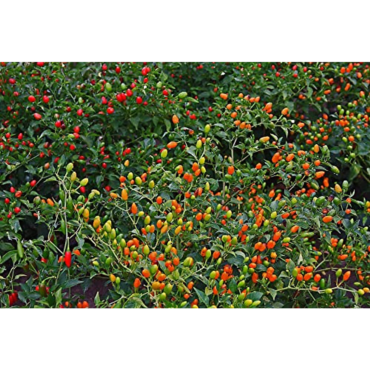 Zeoust Loife 200 Pcs Chile Pequin Pepper Seeds for Planting - Mini Tiny Chile Chili Peppers Non-GMO Seeds to Plant Home Garden (Chile Pequin Pepper)