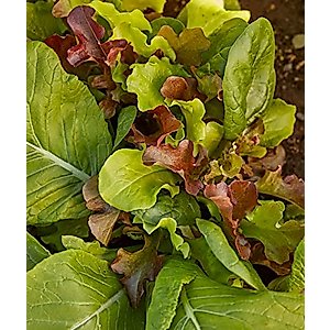 Burpee Sweet Salad Mix Mesclun Seeds 750 seeds