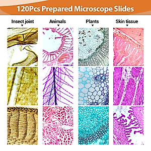 120 Prepared Microscope Slides for Kids & Students, Microscope Glass Slides Set Including Animal & Plant Specimens, Suitable for School and Home Education