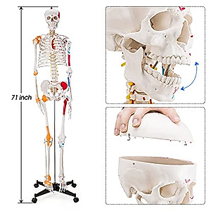 Ultrassist Human Skeleton Model, Life Size Anatomical Skeleton Replica with Spinal Nerves, Muscle Insertion and Origin Points, Joint Ligaments for Human Skeleton Anatomy Study, Includes Rolling Stand