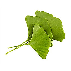 Ginkgo Leaf - Premium Ginkgo Biloba Loose Leaf 100% from Nature (12 oz)